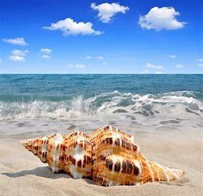 THE PERFECT SHELL - Swept Away Realty- LUXE Vacation Rentals ...